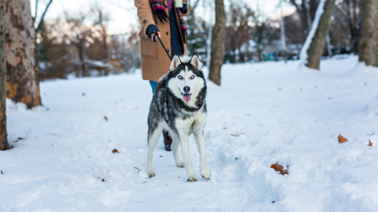 Alaskan Ice Melter: How It Stands Against Other Brands - Safepaw