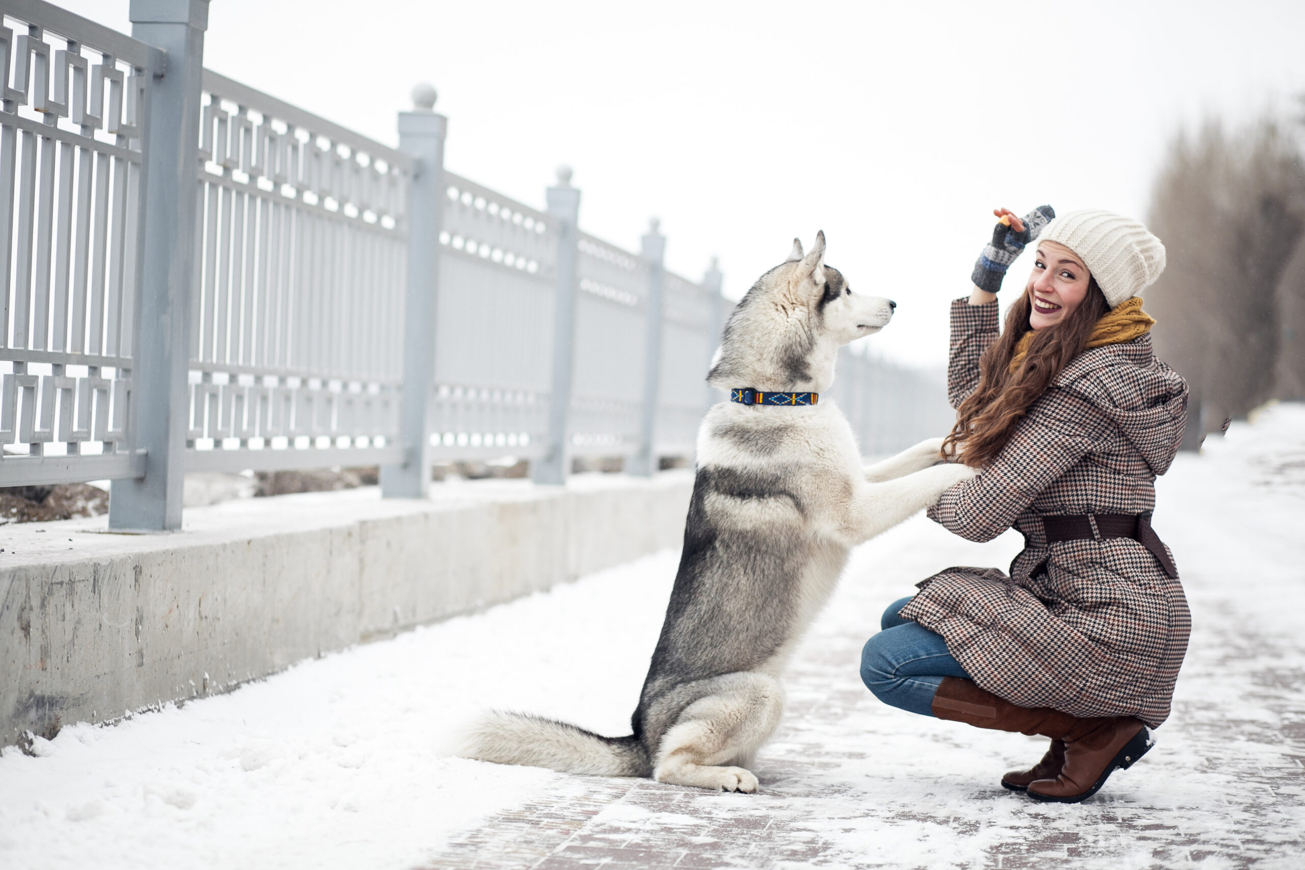Safe Paw Ice Melter: A Deep Dive Into Its Pet And Eco-Friendly Benefits ...
